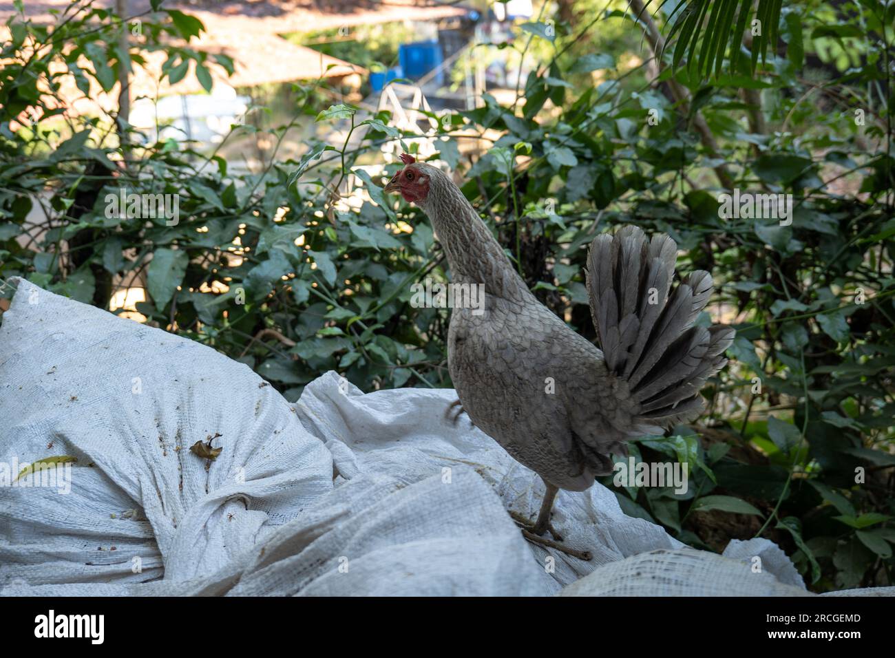 Grey and white hen hi-res stock photography and images - Alamy