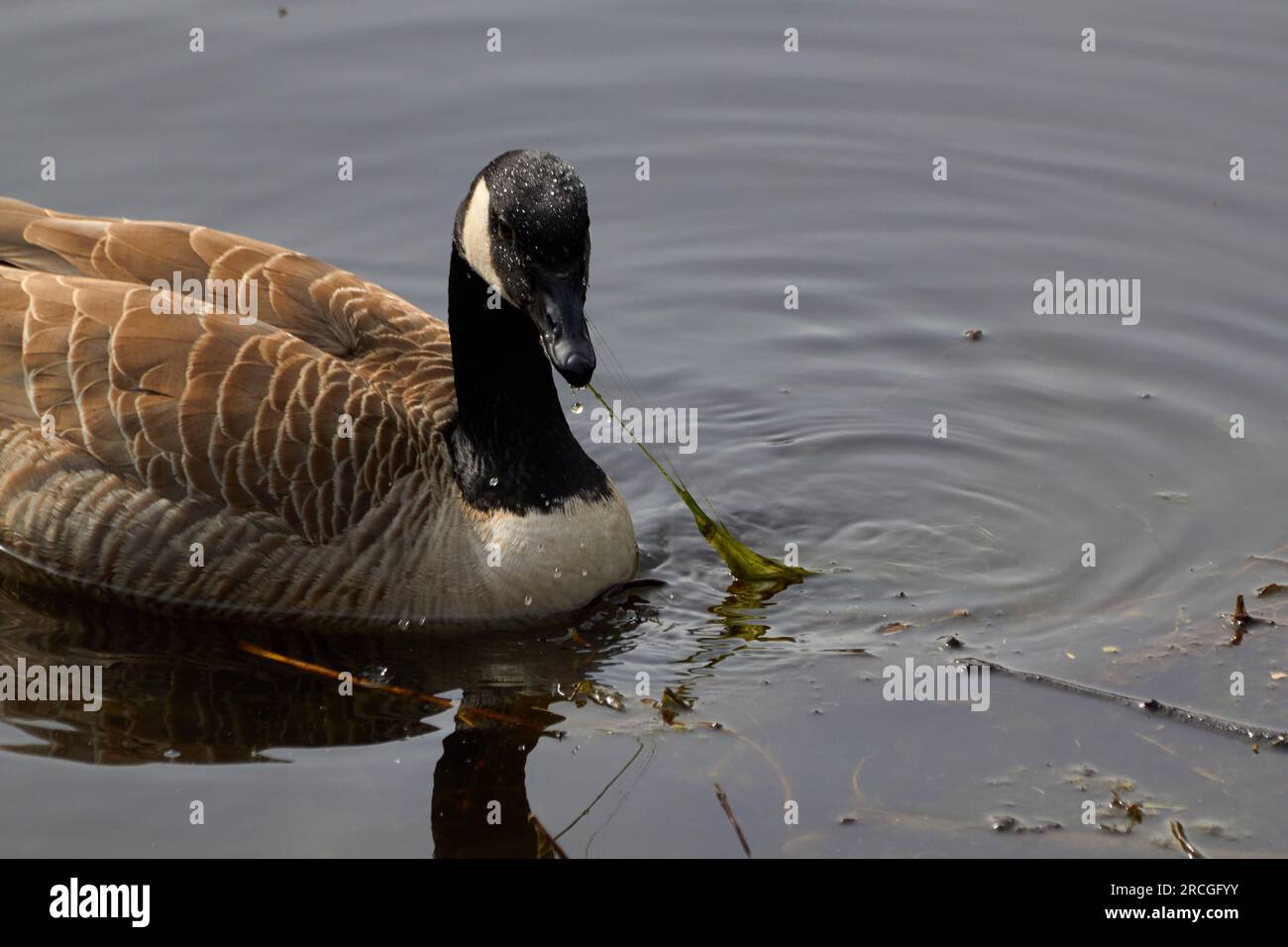 A Canadian Goose is in the water and is pulling something with its beak ...