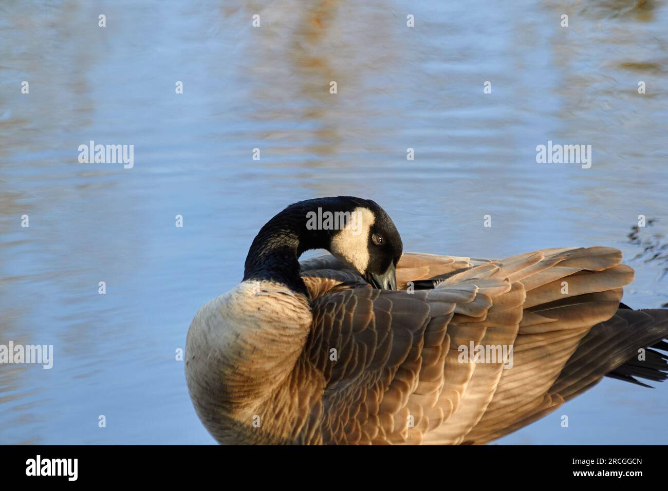 Profile view of a Canadian Goose with its head looking to the right ...