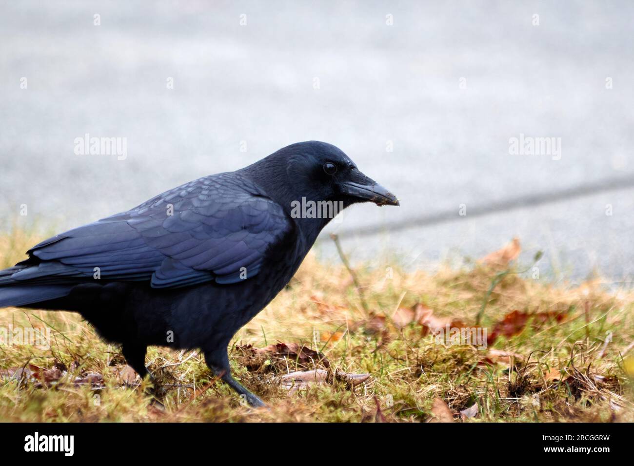 Crow in grass hi-res stock photography and images - Alamy