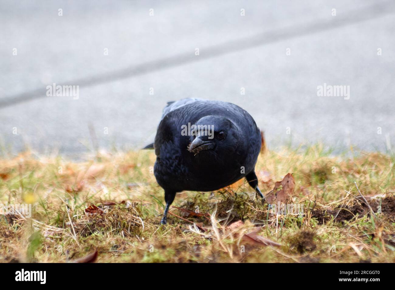A crow stands in the grass Stock Photo - Alamy
