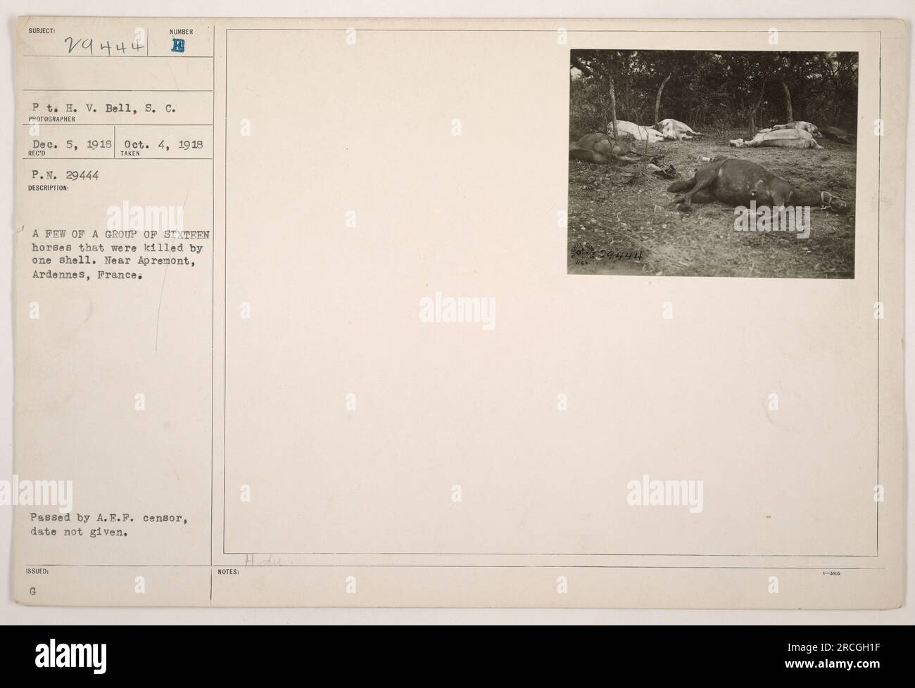 Sumber american horse hi-res stock photography and images - Alamy