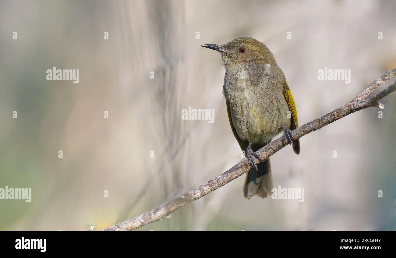 Blackmans bay tasmania hi-res stock photography and images - Alamy