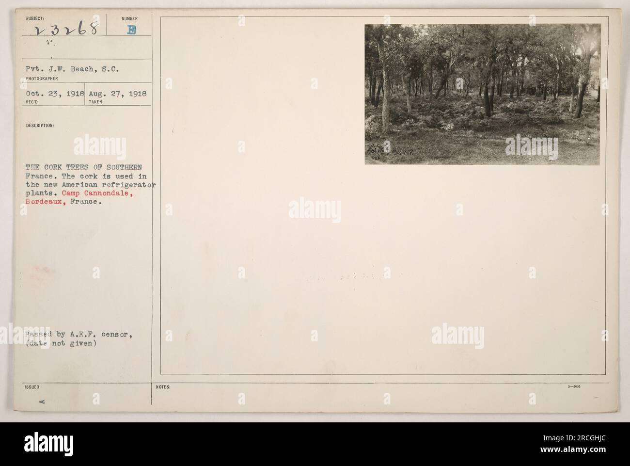 Soldier Pvt. J.W. Beach photographed the cork trees of southern France ...