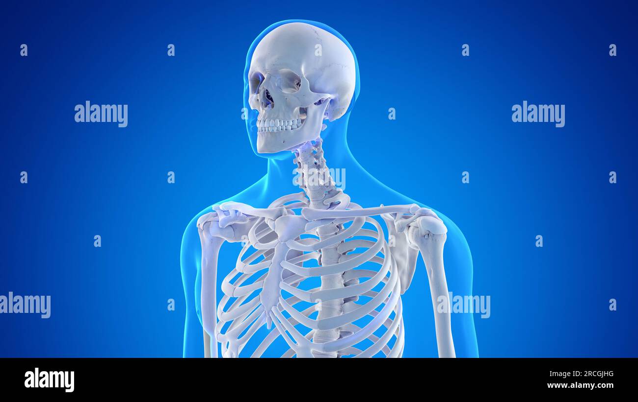 Male upper body skeletal anatomy, illustration Stock Photo - Alamy