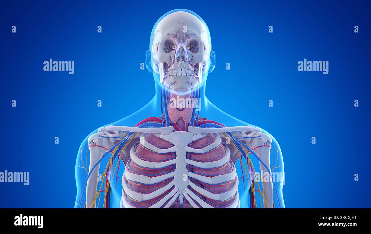 Male upper body anatomy, illustration Stock Photo - Alamy