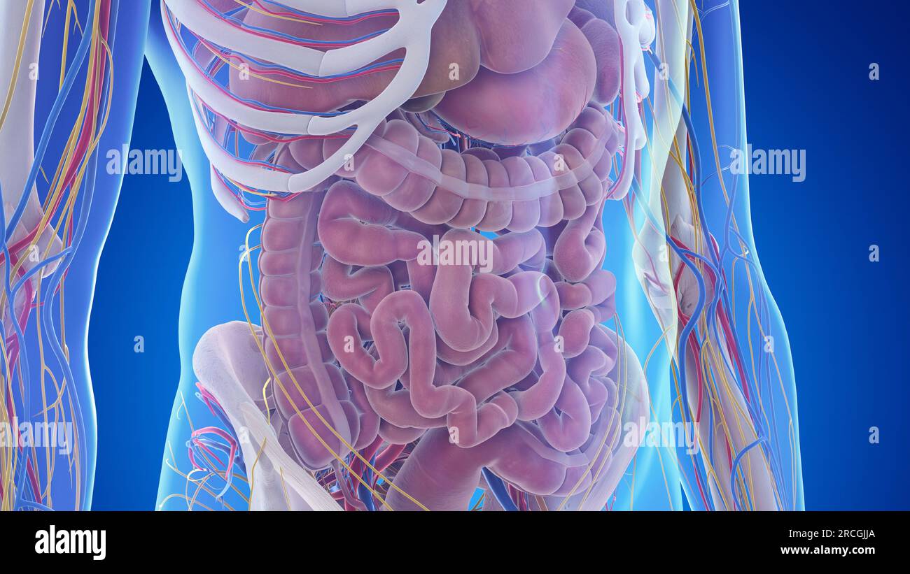 Abdominal Anatomy