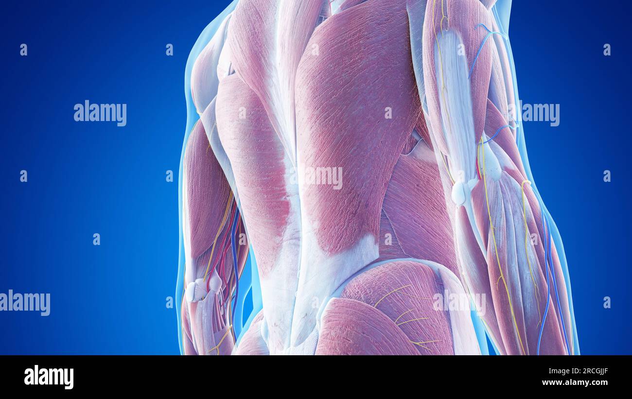 Muscle anatomy of the lower back, illustration Stock Photo - Alamy