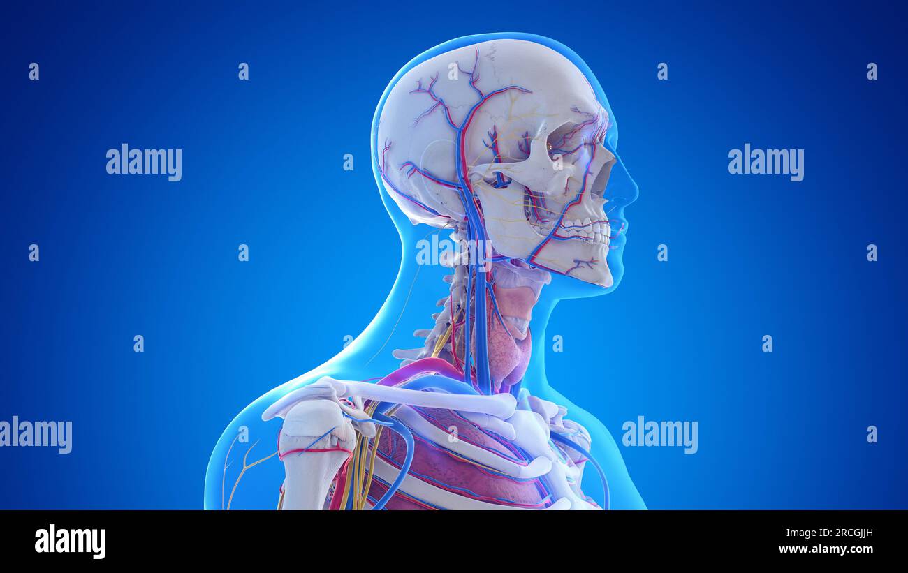 Male anatomy of the head and neck, illustration Stock Photo - Alamy