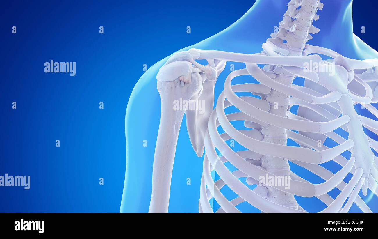 Bones and ligaments of the shoulder, illustration Stock Photo - Alamy