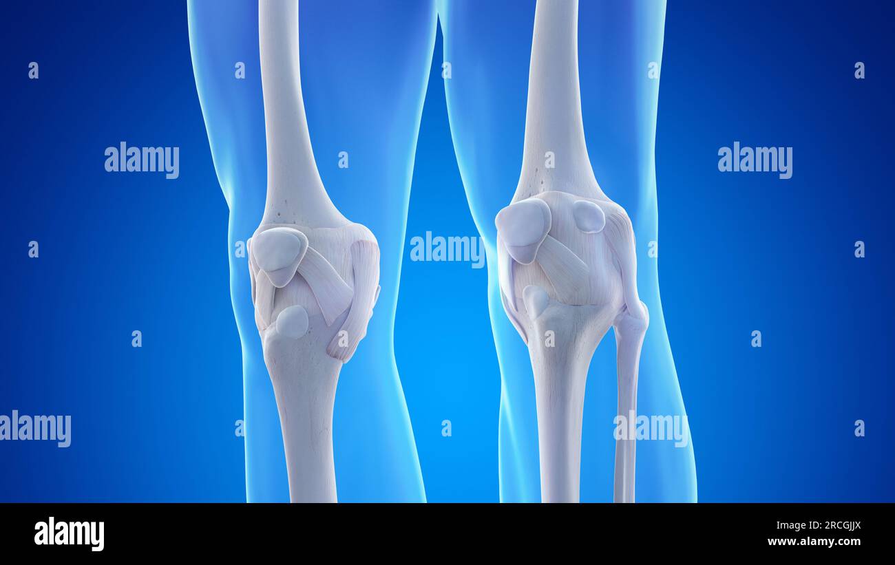 Ligaments and the bones of the knee, illustration Stock Photo - Alamy
