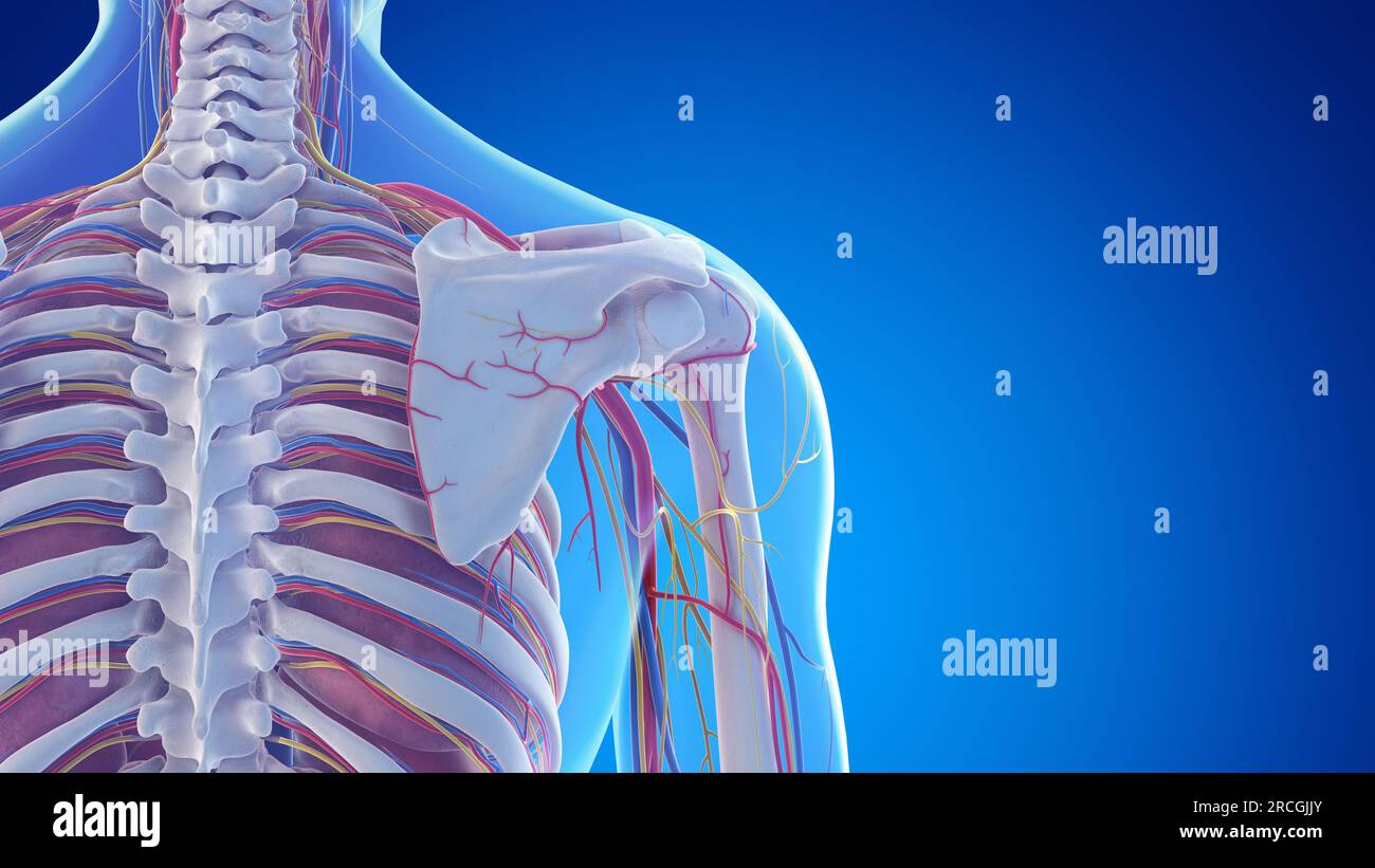 Posterior anatomy of the shoulder, illustration Stock Photo - Alamy