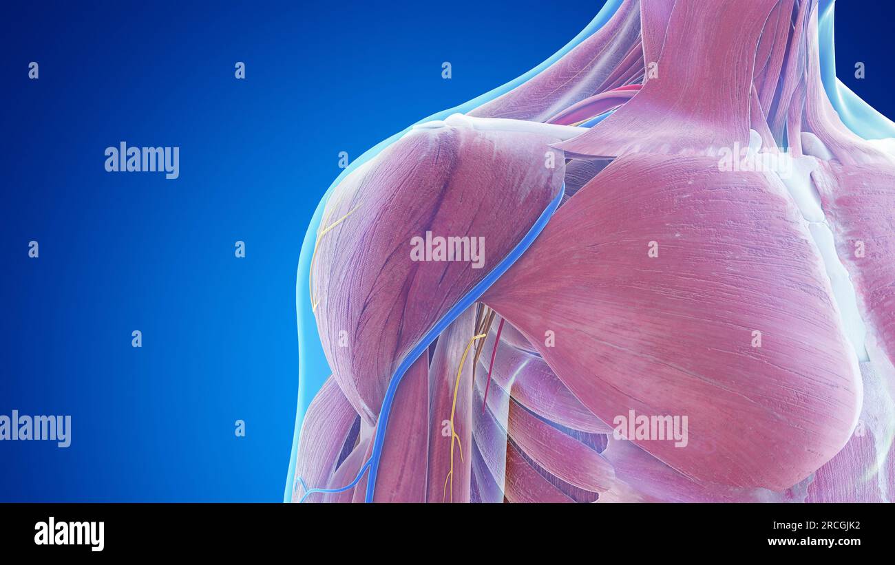Muscle anatomy of the shoulder, illustration Stock Photo - Alamy