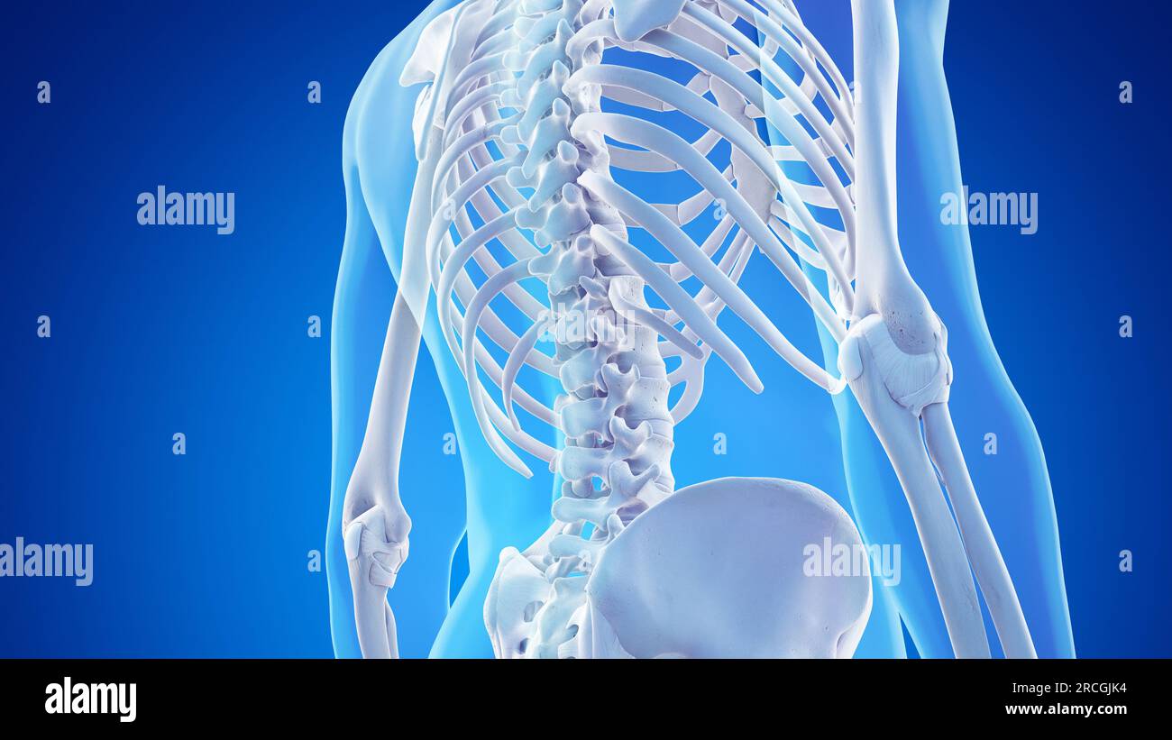 Skeletal anatomy of the lower back, illustration Stock Photo - Alamy