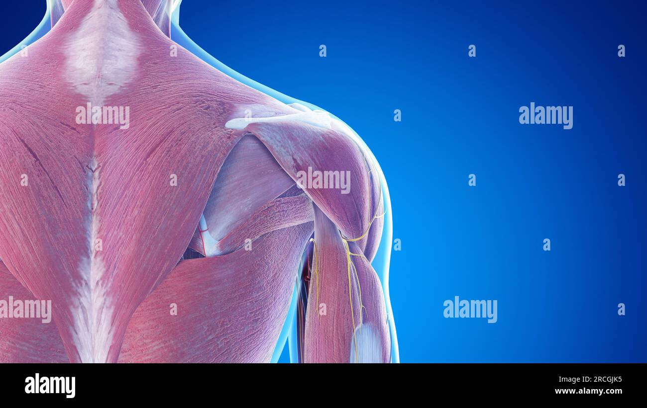 Posterior shoulder muscles, illustration Stock Photo - Alamy