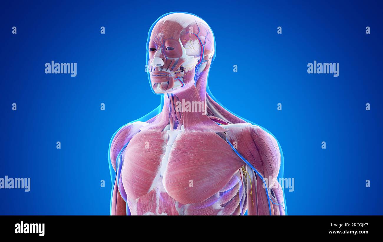 Male upper body anatomy, illustration Stock Photo - Alamy