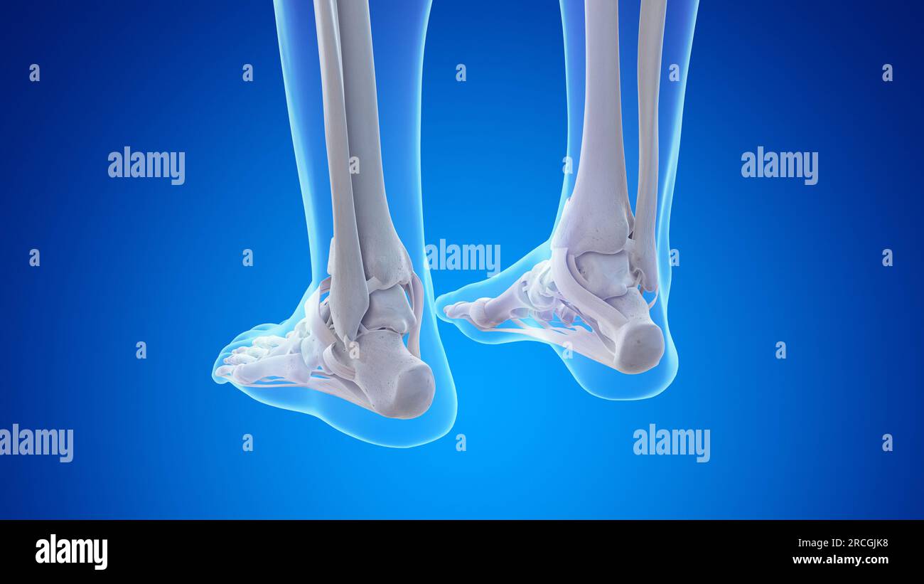Bones and ligaments of the feet, illustration Stock Photo - Alamy