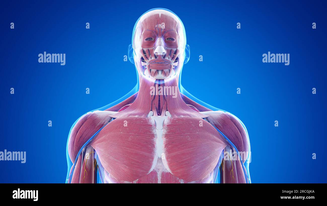 Male upper body anatomy, illustration Stock Photo - Alamy
