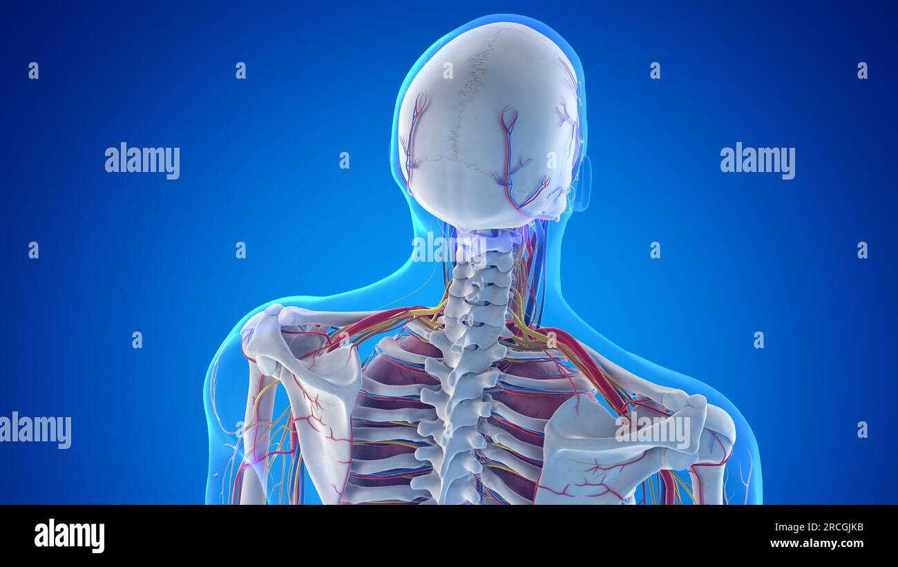 Male anatomy of the head and neck, illustration Stock Photo - Alamy