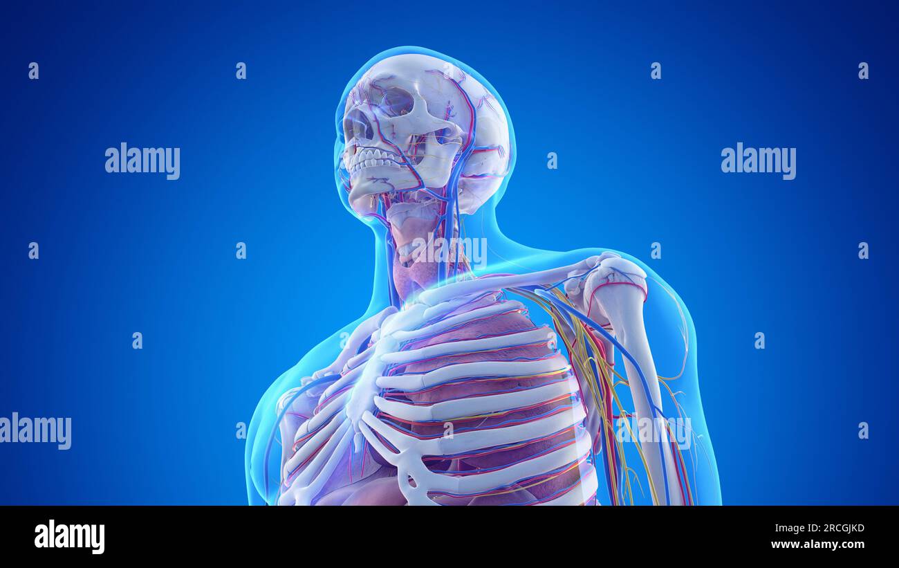Male upper body anatomy, illustration Stock Photo - Alamy