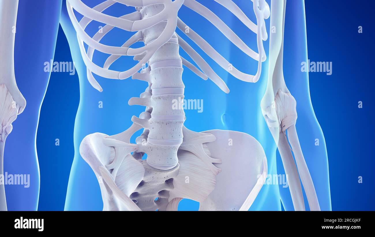 Lumbar spine and ligaments, illustration Stock Photo - Alamy