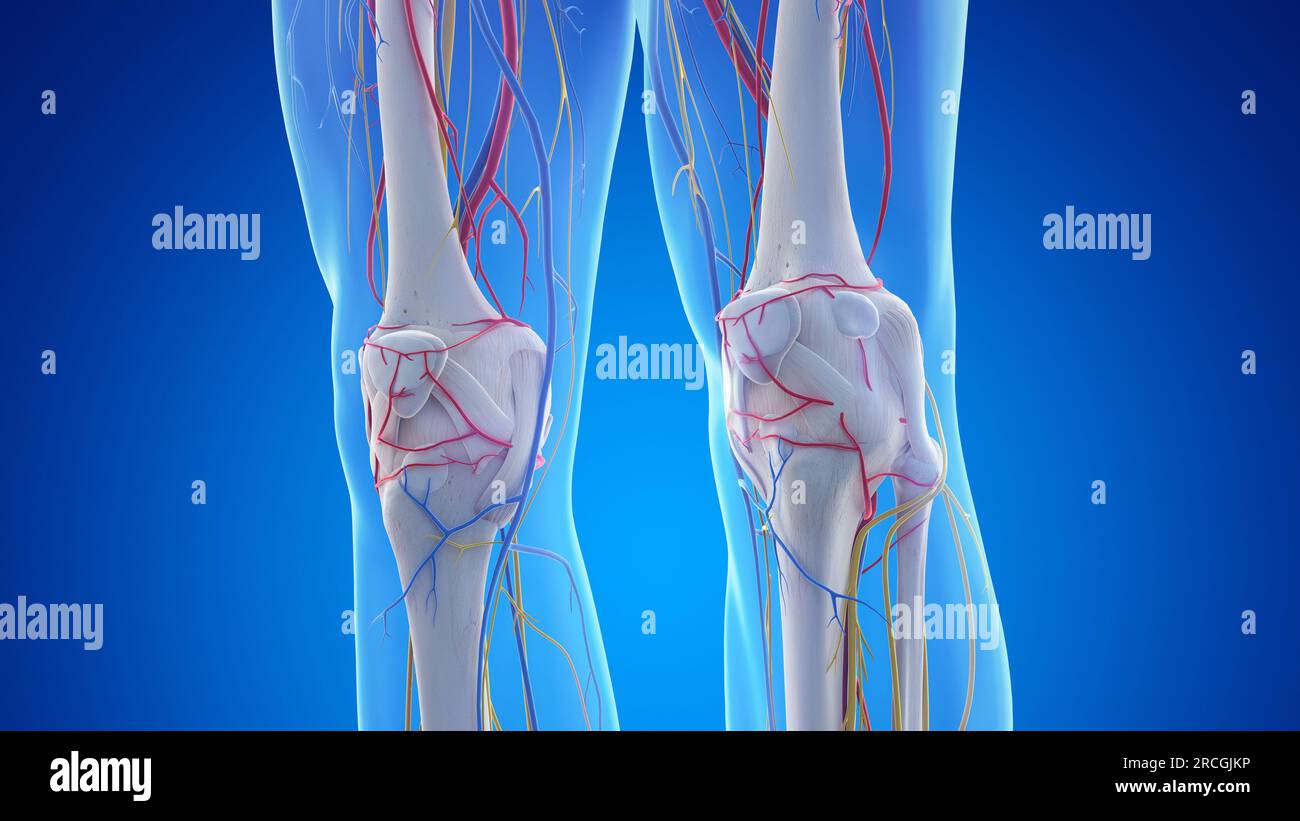 Bones and vascular anatomy of the knees, illustration Stock Photo - Alamy