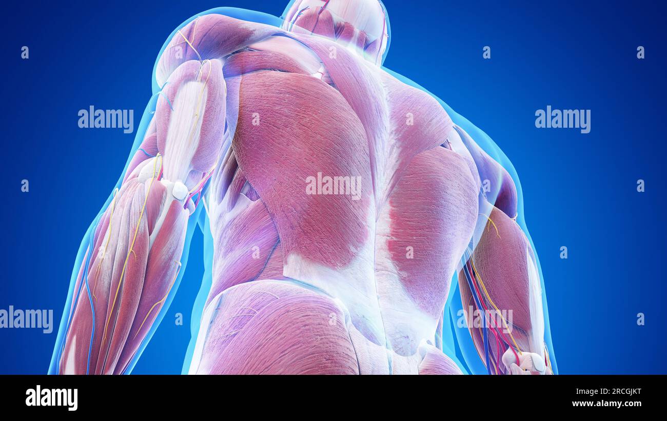 Muscle anatomy of the lower back, illustration Stock Photo - Alamy
