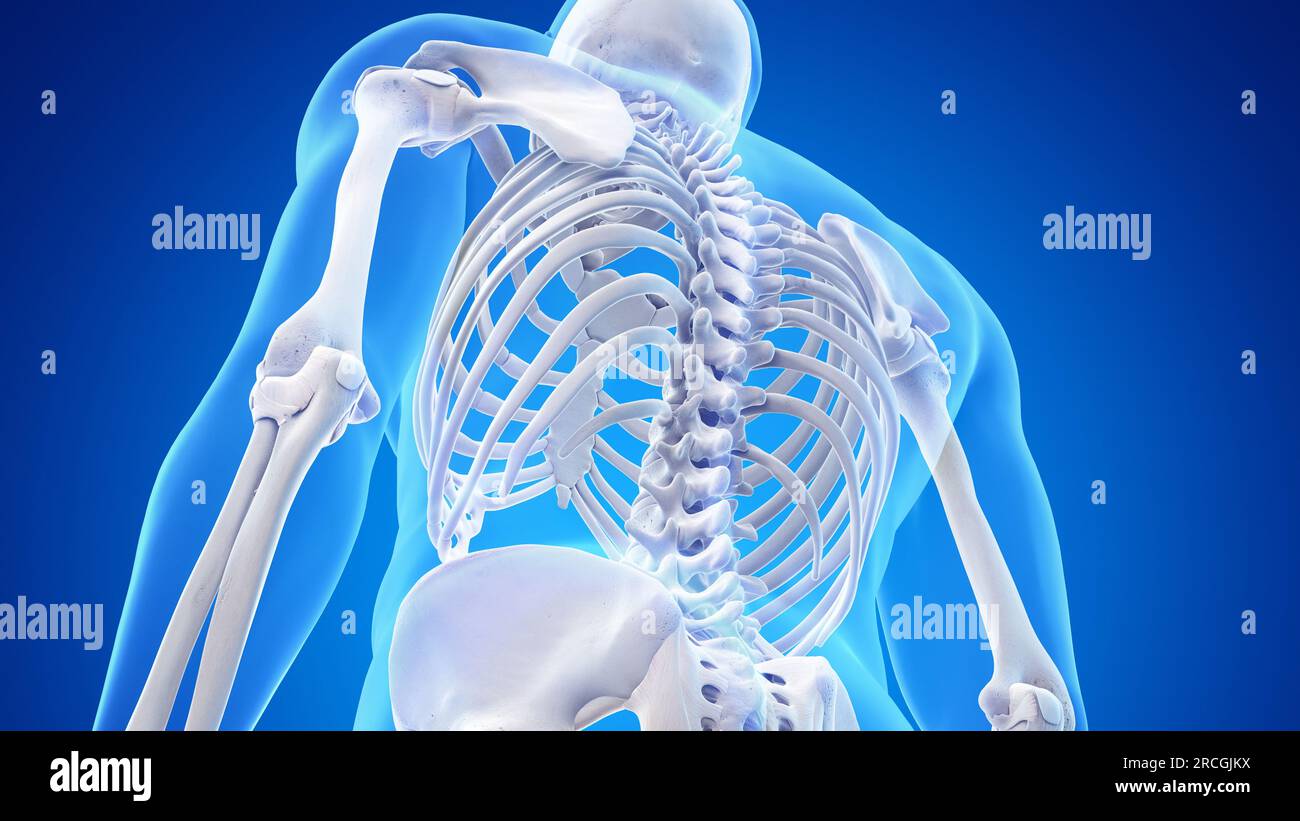 Skeletal anatomy of the lower back, illustration Stock Photo - Alamy