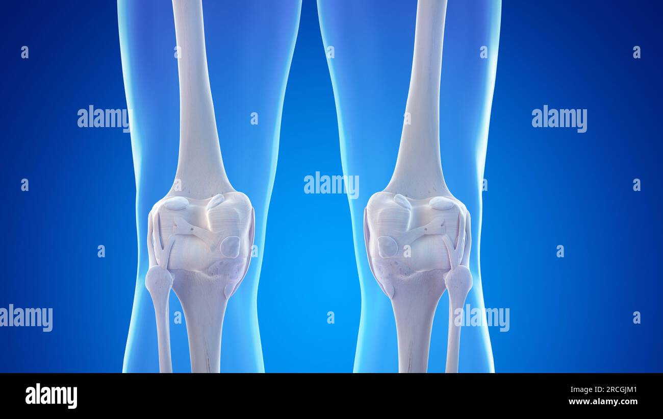 Bones and ligaments of the posterior knee, illustration Stock Photo - Alamy