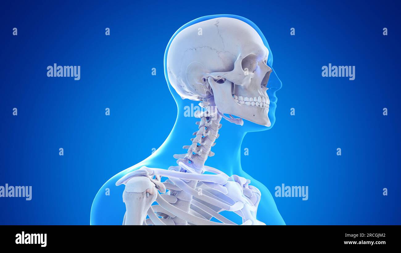 Skeletal anatomy of the neck and head, illustration Stock Photo - Alamy