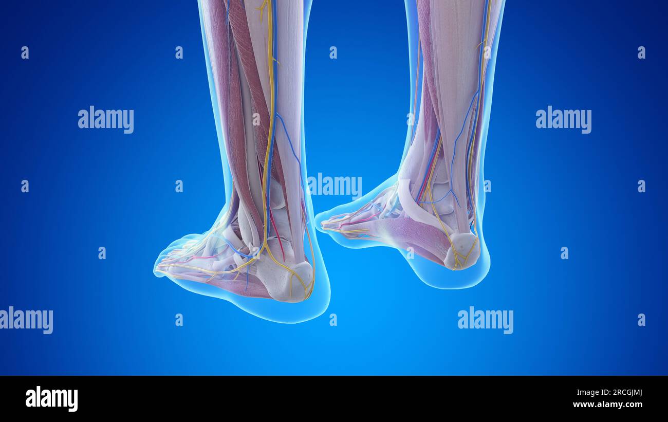 Posterior the anatomy of the feet, illustration Stock Photo - Alamy