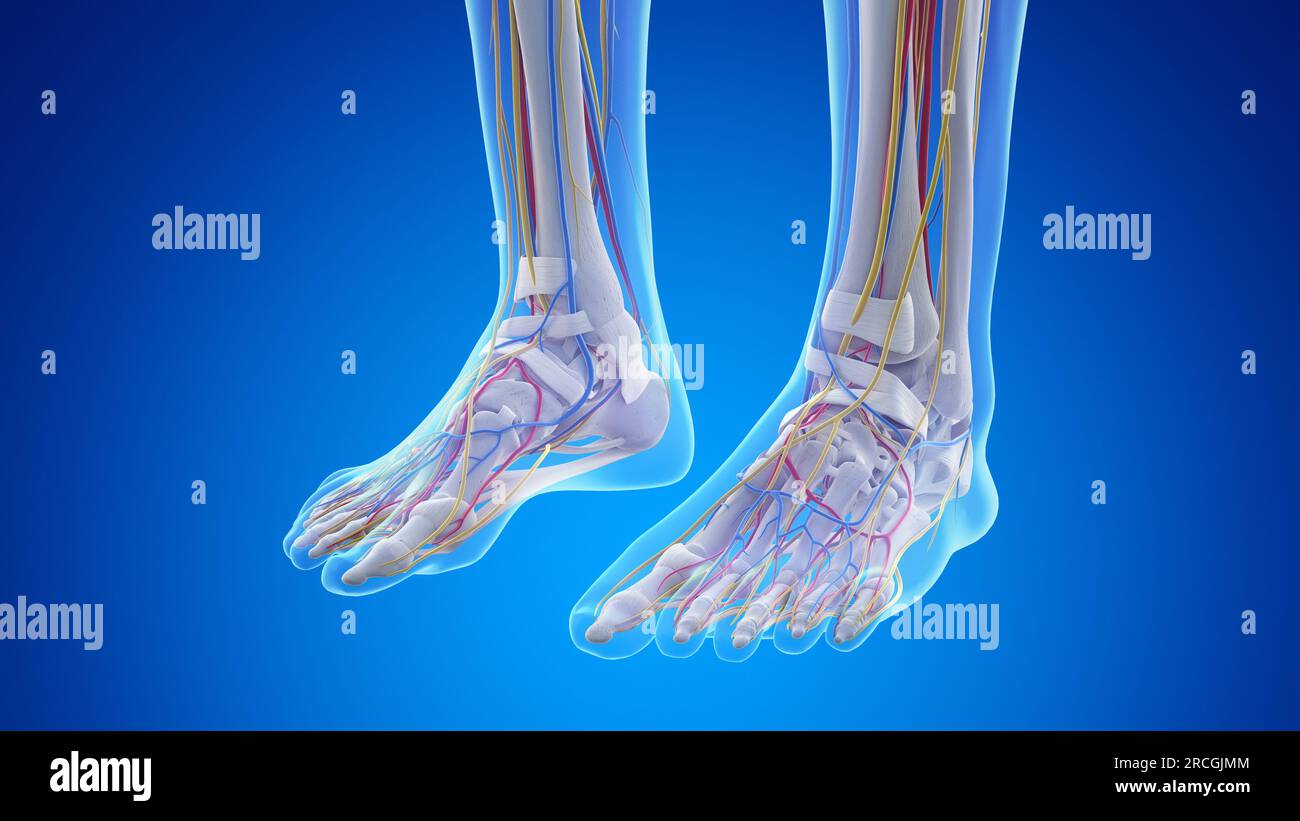 Anatomy of the feet, illustration Stock Photo - Alamy