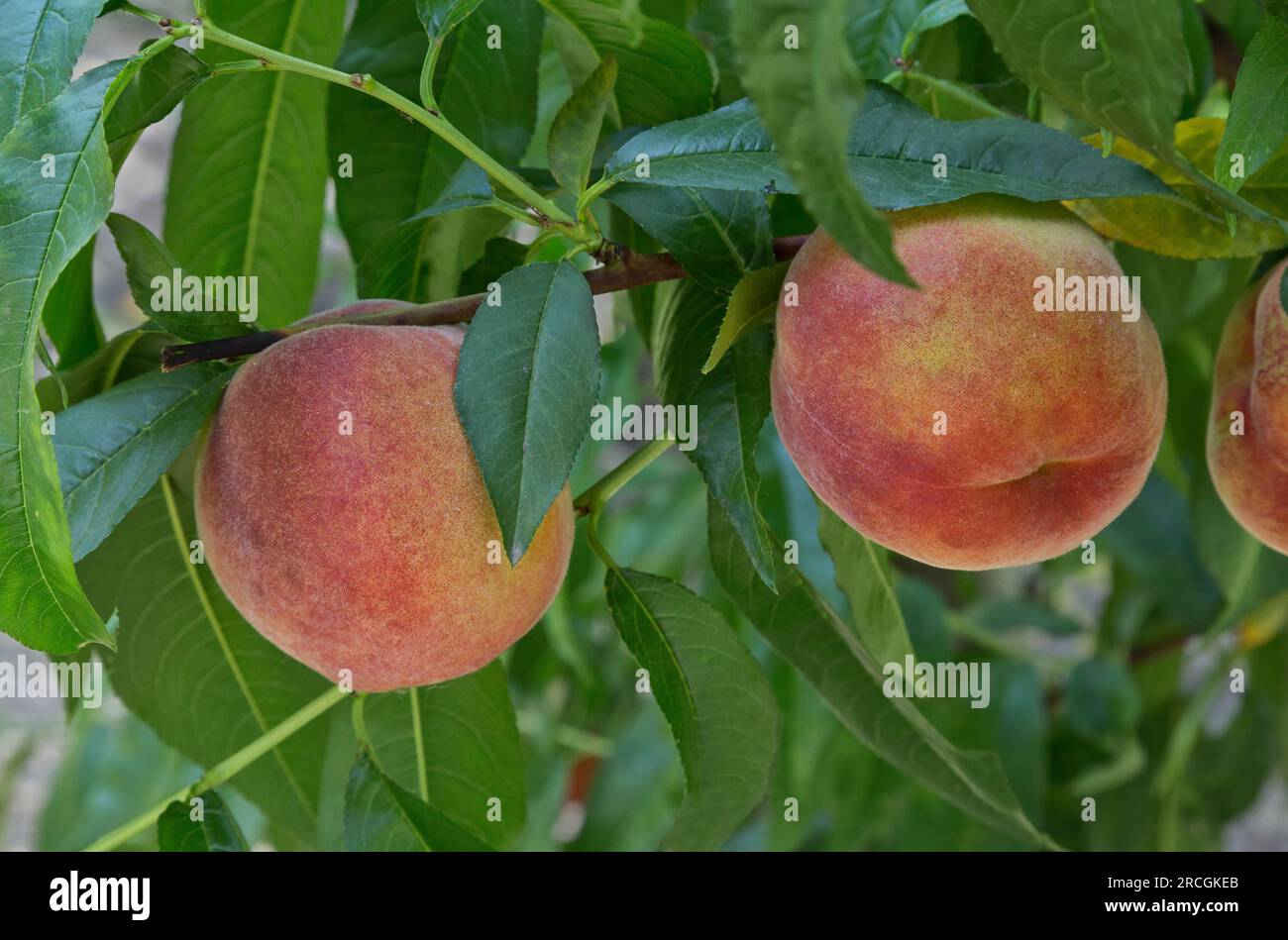 Peaches Sweet Sue 'Prunus persica' orchard, harvest time, Maryhill ...