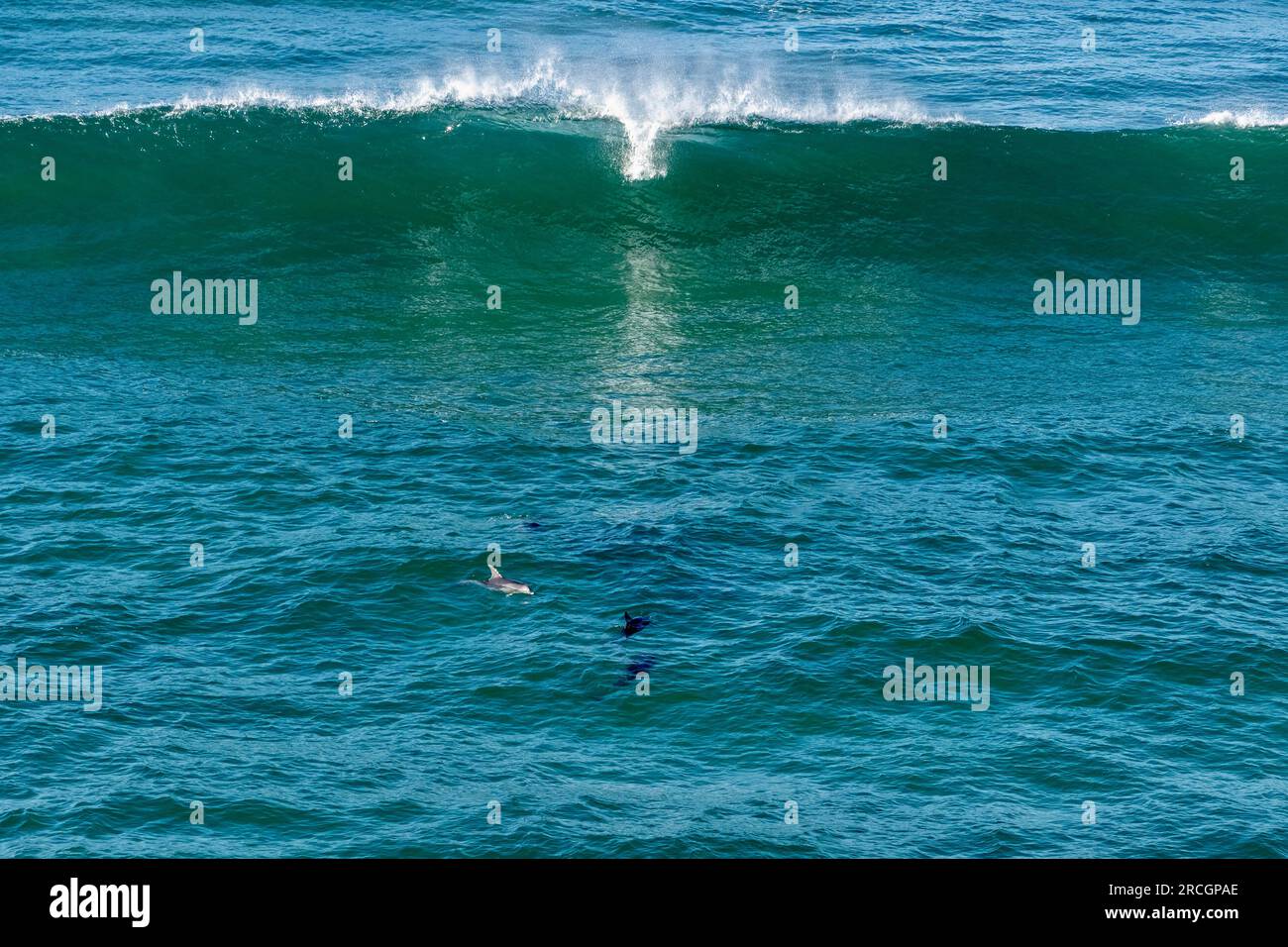 Dolphins surfing waves hi-res stock photography and images - Alamy