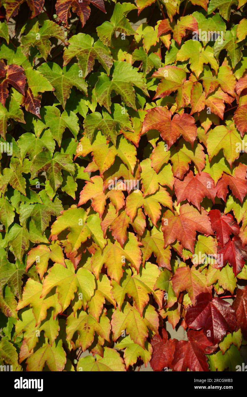 Ivy texture hi-res stock photography and images - Alamy