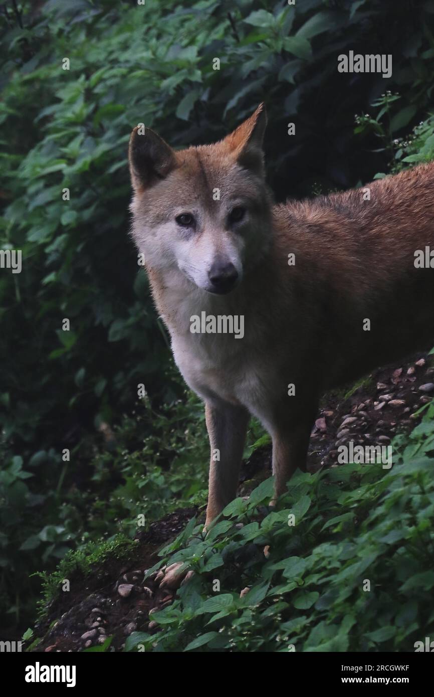 a wild himalayan wolf (canis himalayensis) in singalila national park ...