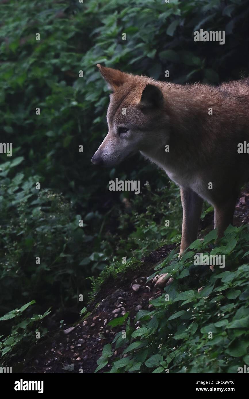 a wild himalayan wolf (canis himalayensis) in singalila national park ...