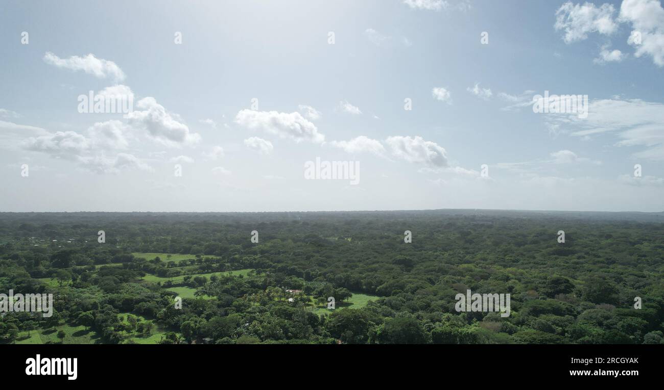 Jungle environment hi-res stock photography and images - Alamy