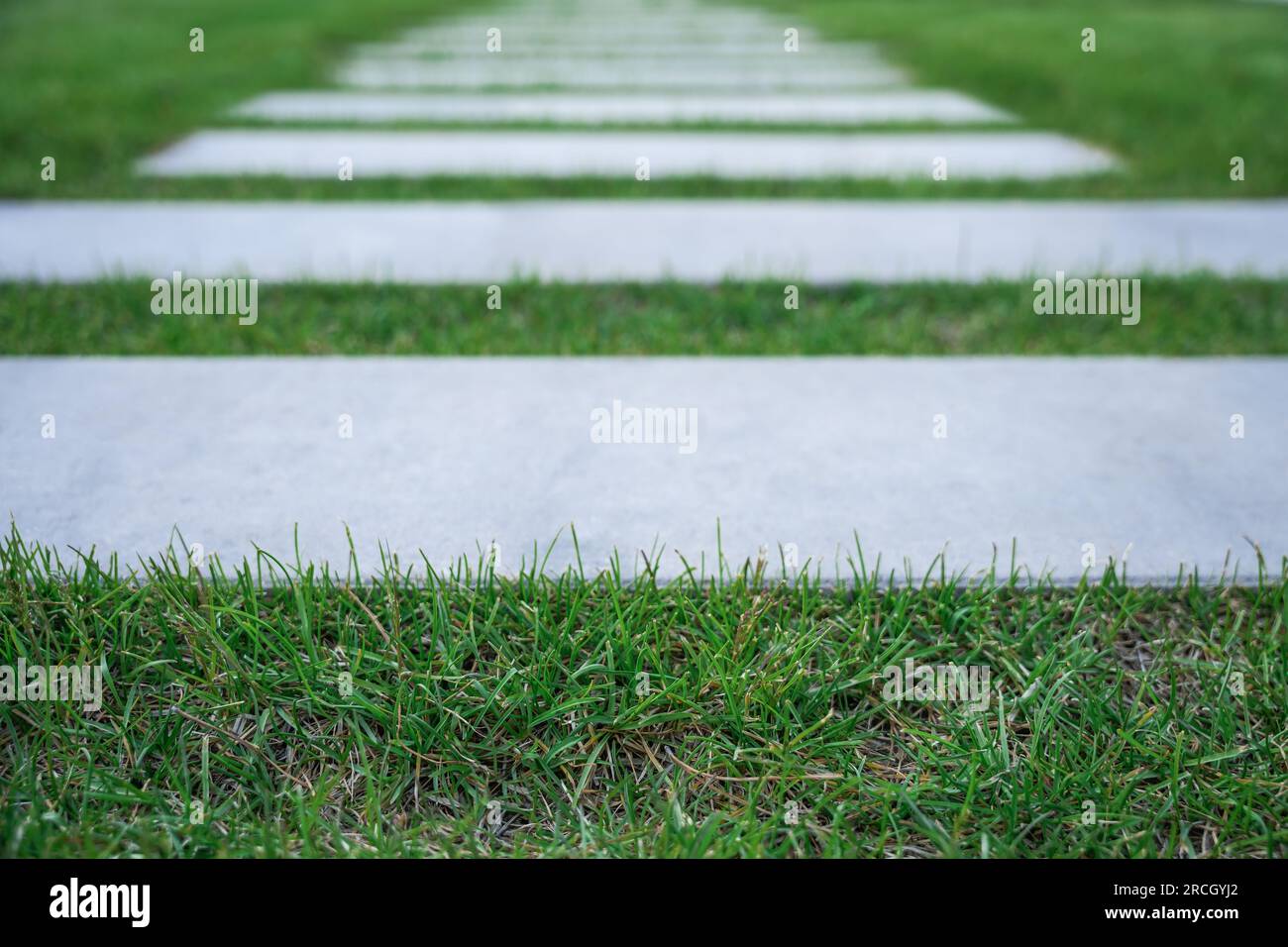 Lawn grass in the garden between decorative slabs for the path ...
