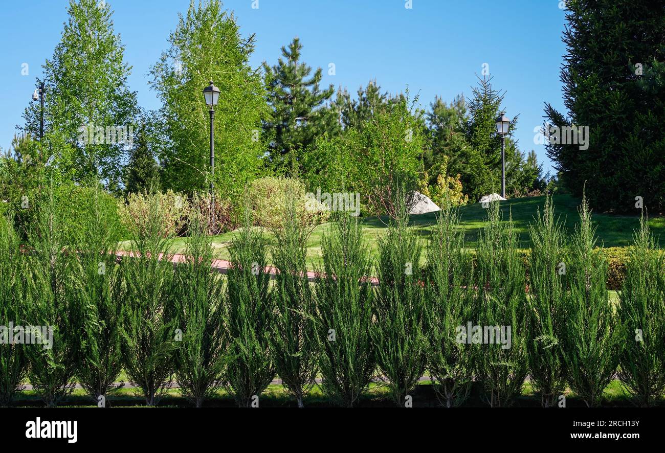 Coniferous trees in the background of the garden. Landscape design ...