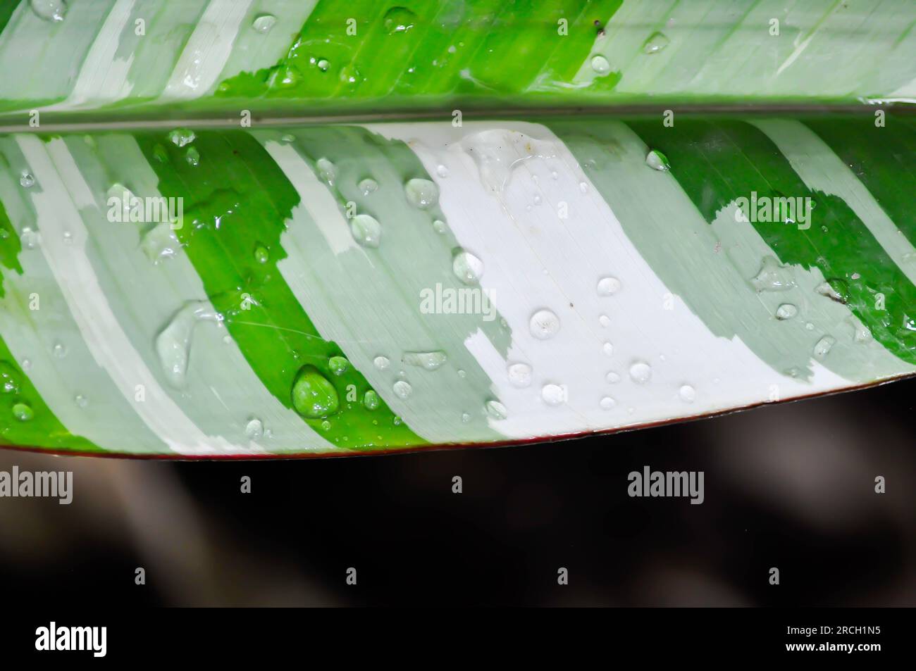 Musa sp hi-res stock photography and images - Alamy