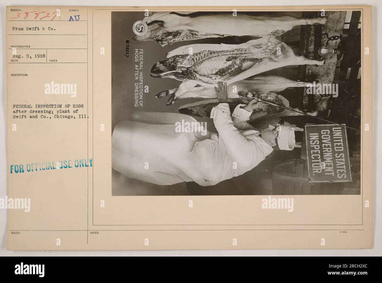 Federal inspection of hogs after dressing at the Swift and Co. plant in ...
