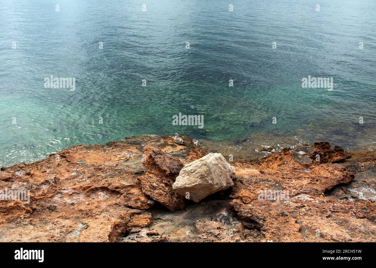 seagull running of white birds seagulls walking by the beach against ...