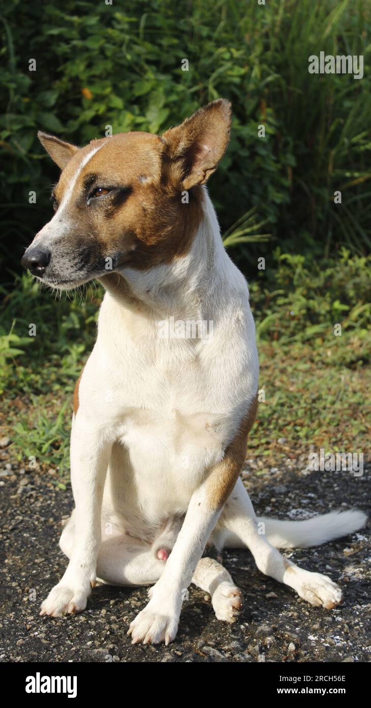 Poor Homeless Dog at Road Stock Photo - Alamy