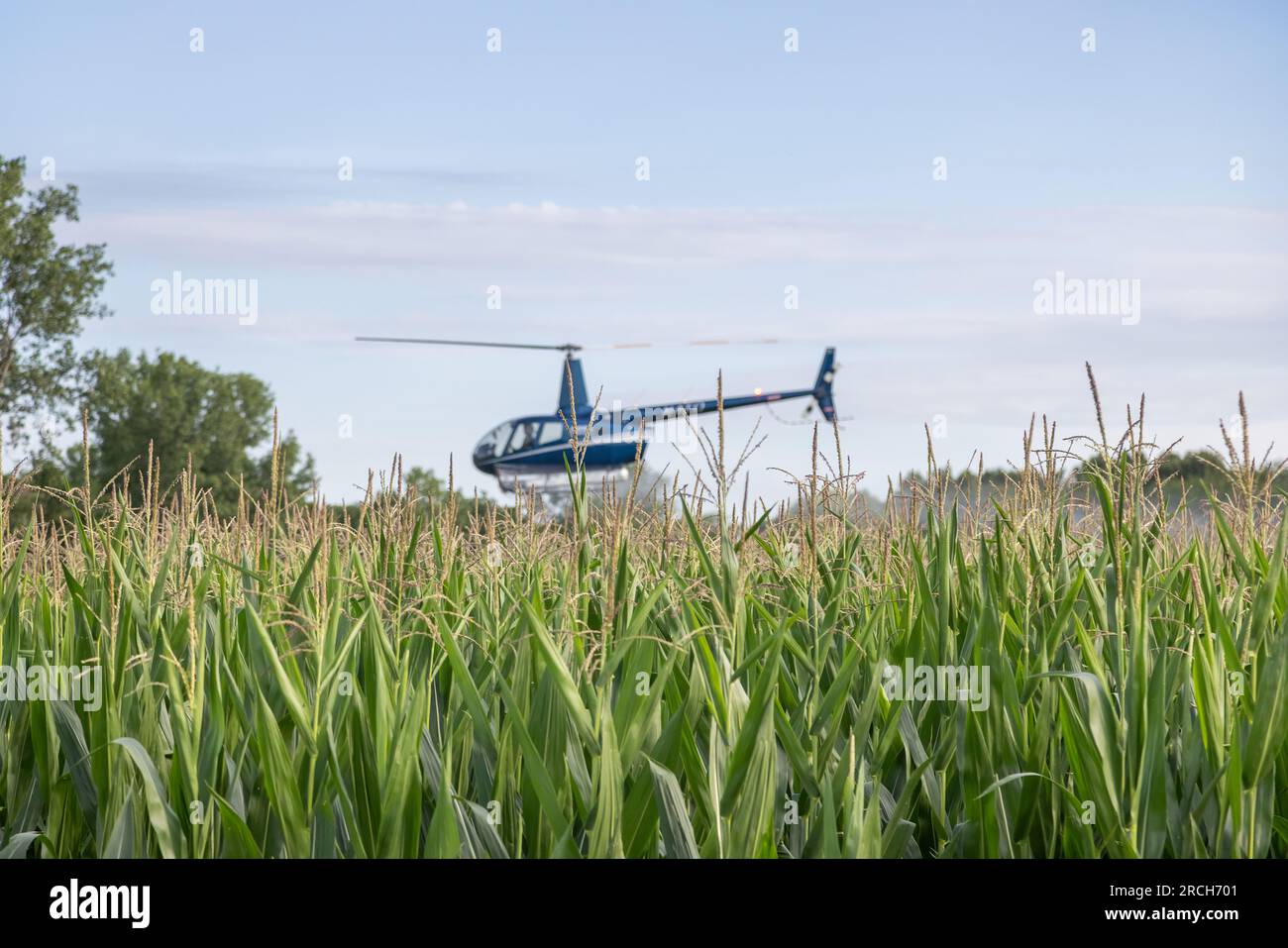 Selective focus photo of an Iowa corn field with Robinson R66 crop ...