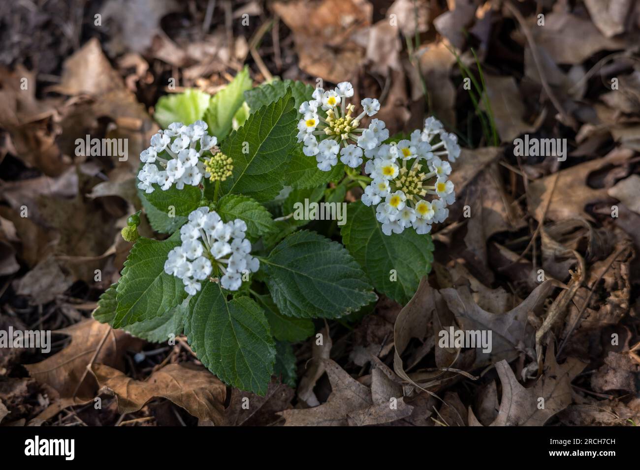 Close up abstract texture view of white lantana camara flowers in bloom ...
