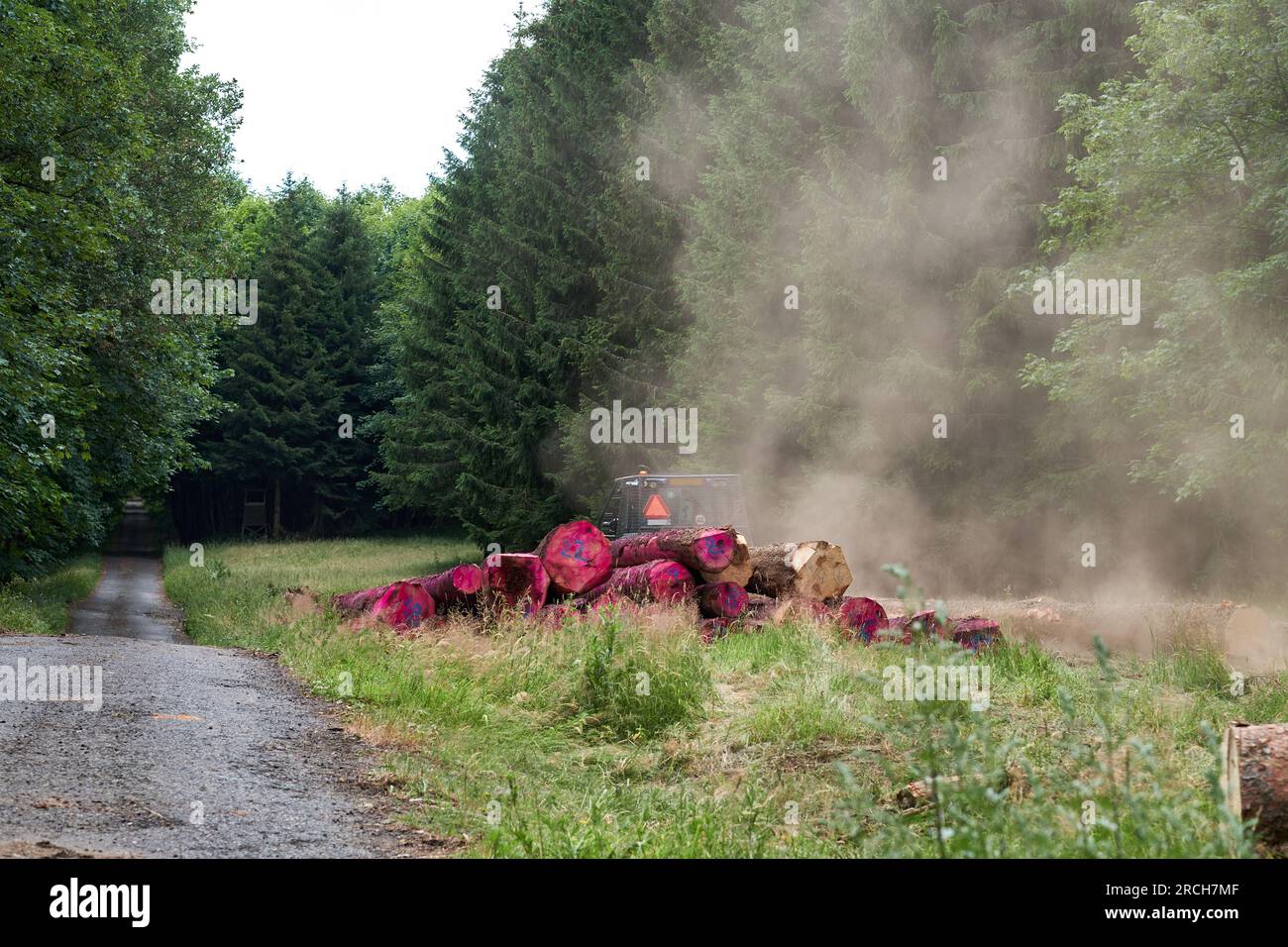 Tractor on a logging site in forest: Fighting the infestation of ...