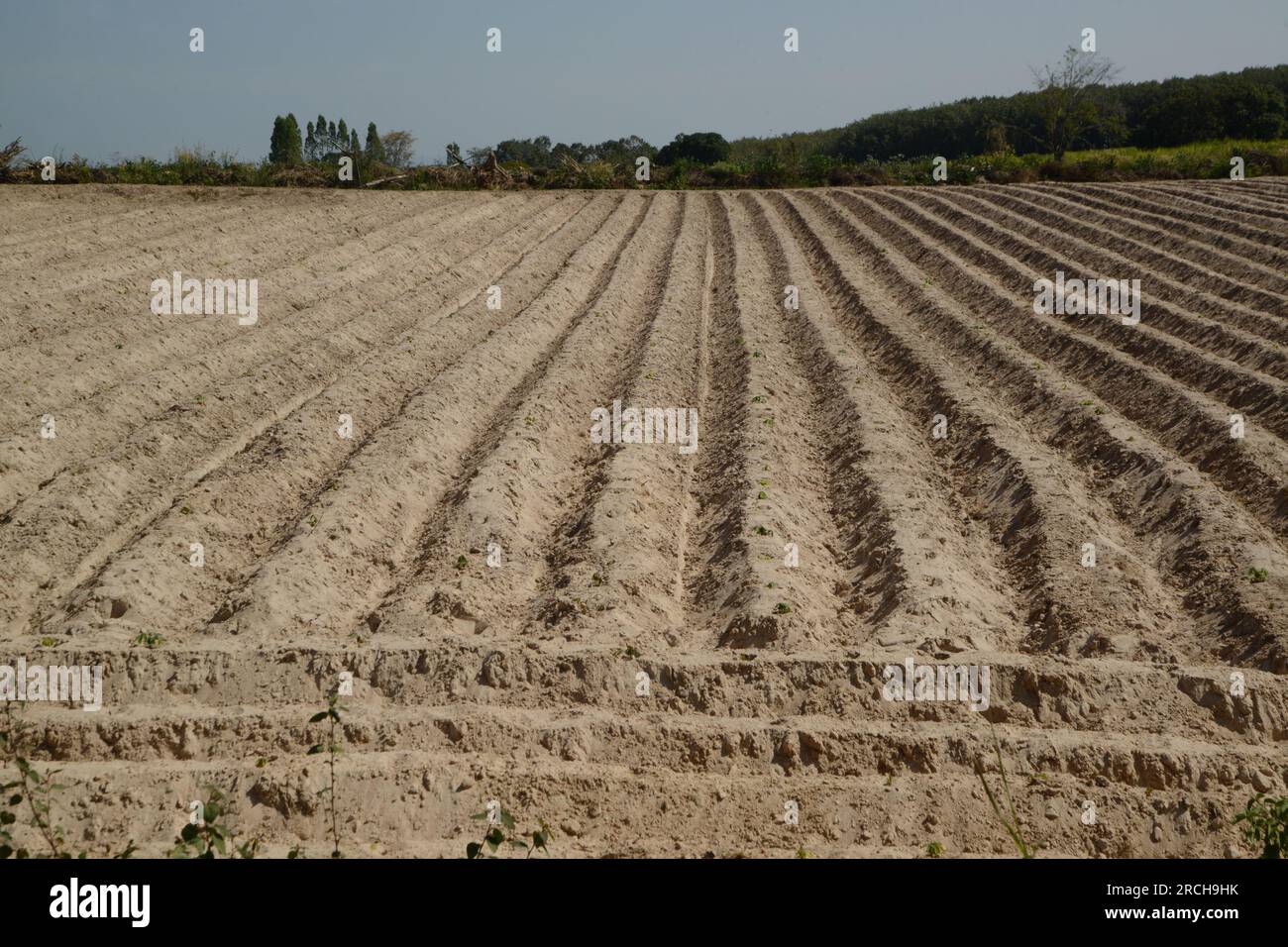 Trench dug to prepare for planting cassava. to grow crops on arable ...