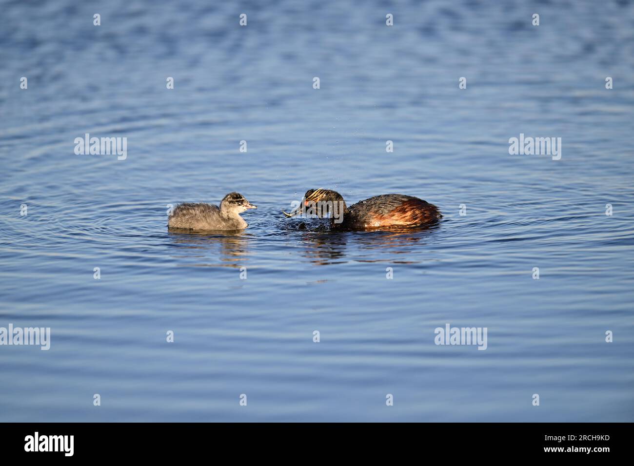Eared Grebe with chicks - Podiceps nigricollis Stock Photo - Alamy