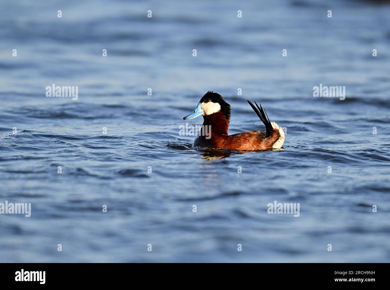 Oxyura jamaicensis ruddy duck hi-res stock photography and images - Alamy